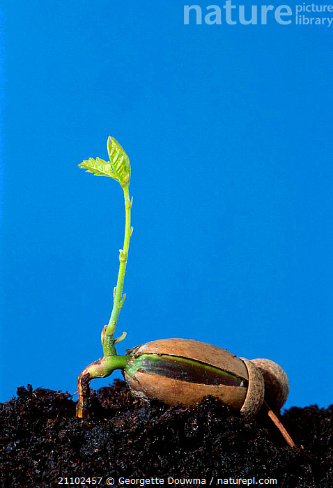 Stock photo of English oak tree acorn seedling sprouting from acorn ...