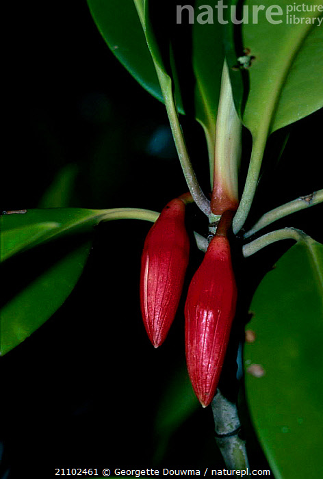 Stock photo of Mangrove flower Sulawesi Indonesia. Available for sale ...