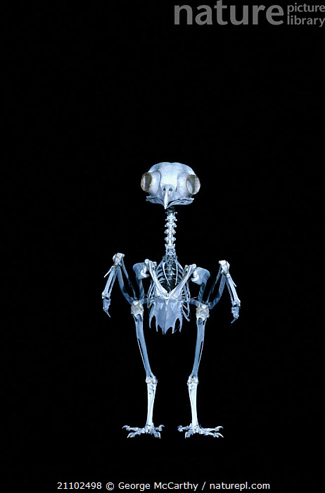 Stock photo of Tawny owl skeleton {Strix aluco} UK. Available for sale ...