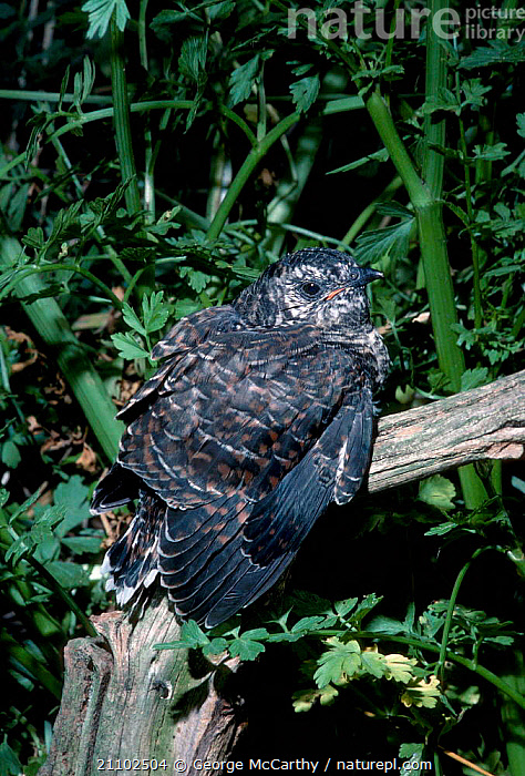 Stock photo of European cuckoo fledgling {Cuculus canorus} UK ...