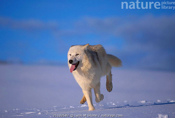 Arctic Wolf Running 1,005 Arctic Wolf Pack Stock Photos Free