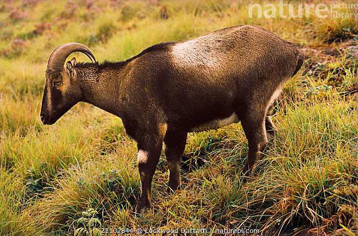 Stock photo of Nilgiri tahr male {Hemitragus hylocrius} South India ...