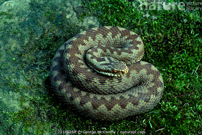 Stock photo of Juvenile Adder coiled {Vipera berus} Surrey UK ...
