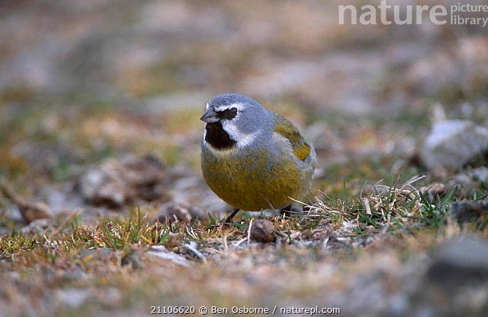Stock photo of Black throated finch {Melanoderma melanoderma} Falkland ...