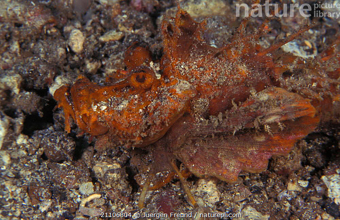 Stock photo of Filament finned stinger / Devilfish {Inimicus ...