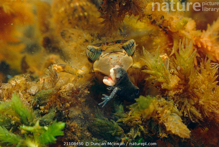 Stock photo of Golden ringed dragonfly larva {Cordulegaster boltonii ...