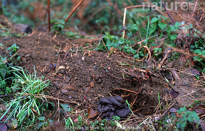 Stock photo of Badger's dung pit / latrine {Meles meles} England ...