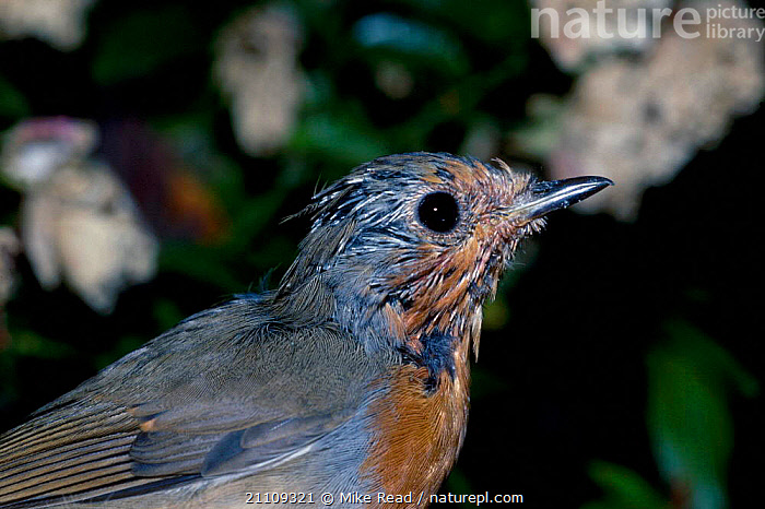 Stock photo of Robin moulting head feathers {Erithacus rubecula} UK ...