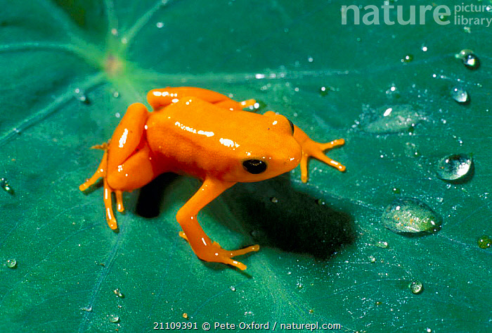 Stock photo of Golden mantella frog on leaf {Mantella aurantiaca} Perinet, Madagascar. Available ...
