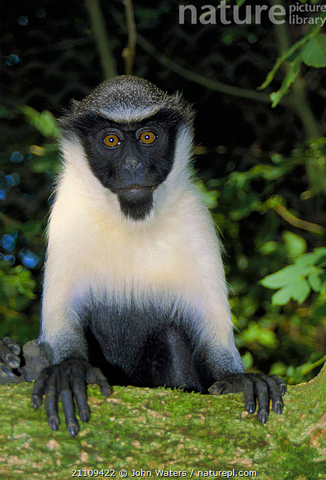 Stock photo of Diana monkey female {Cercopithecus diana} captive occurs ...