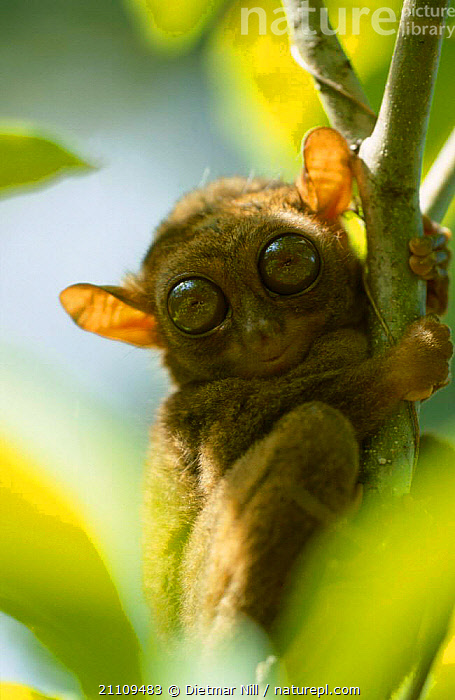 Stock photo of Philippine tarsier {Tarsius syrichta} Philippines ...