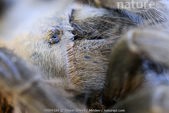 Stock photo of Texas Brown Tarantula (Aphonopelma hentzi) eyes, George ...