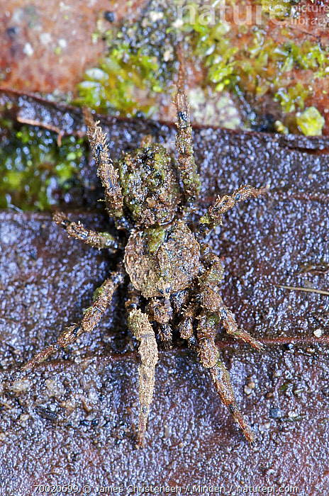 Stock photo of Bald-legged Spider (Paratropis sp) wears a concealing ...