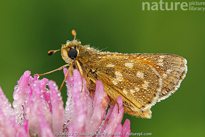 Stock photo of Silver-spotted Skipper (Hesperia comma) butterfly ...