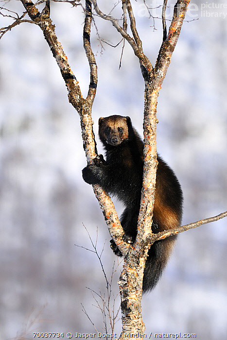 Stock photo of Wolverine (Gulo gulo) in a tree, Norway. Available for ...