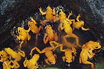 Nature Picture Library Extinct Animals
