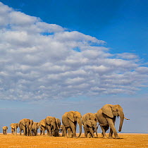Nature Picture Library African Elephants