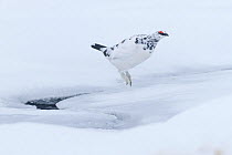 Nature Picture Library Animal Blunders