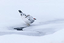 Nature Picture Library Animal Blunders