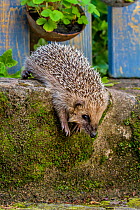 Nature Picture Library Animal Blunders