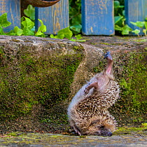 Nature Picture Library Animal Blunders