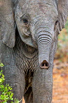 Nature Picture Library African Elephants