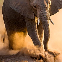 Nature Picture Library January 2018