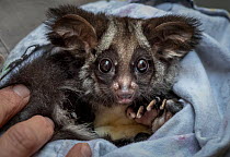 Nature Picture Library Wildlife ER