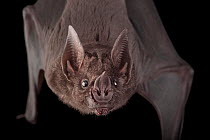 Spear Nosed Bat Lesser Spear Nosed Bat Colombia