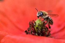 Nature Picture Library Poppy Power