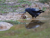 Nature Picture Library Carrion crows eating toads' legs