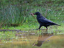 Nature Picture Library Carrion crows eating toads' legs