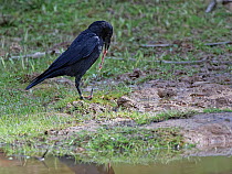 Nature Picture Library Carrion crows eating toads' legs