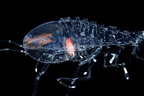18+ cystisoma photos and videos available for editorial and commercial ...