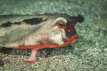 Red Lipped Batfish Toy