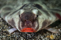 Red Lipped Batfish Toy
