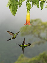 Nature Picture Library Hummingbirds