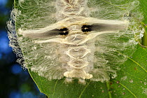 Nature Picture Library November 2025