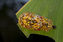 Nature Picture Library November 2025