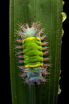 Nature Picture Library November 2025